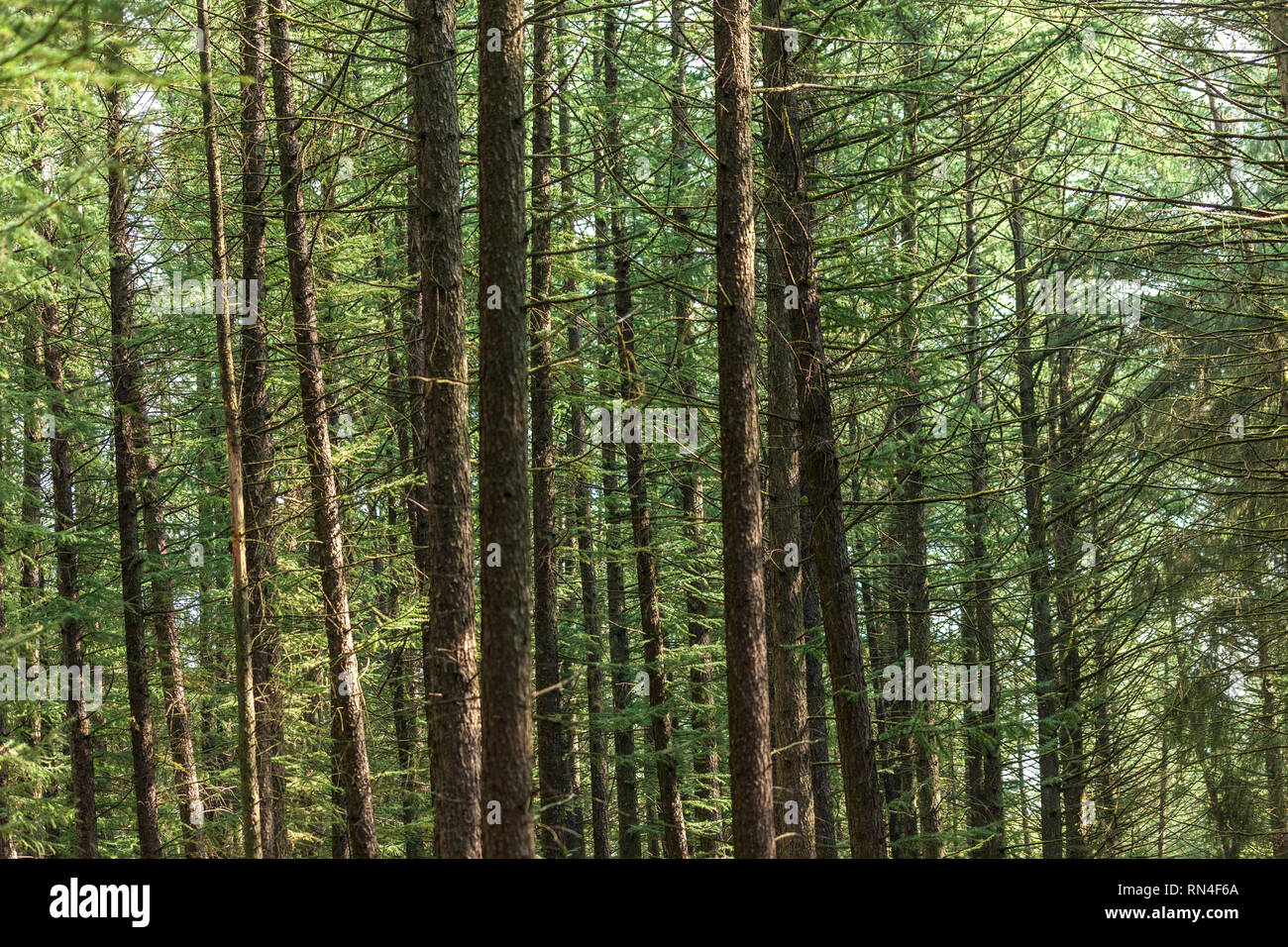 Abundance of trees, trunks and branches with the sunlight coming trough ...