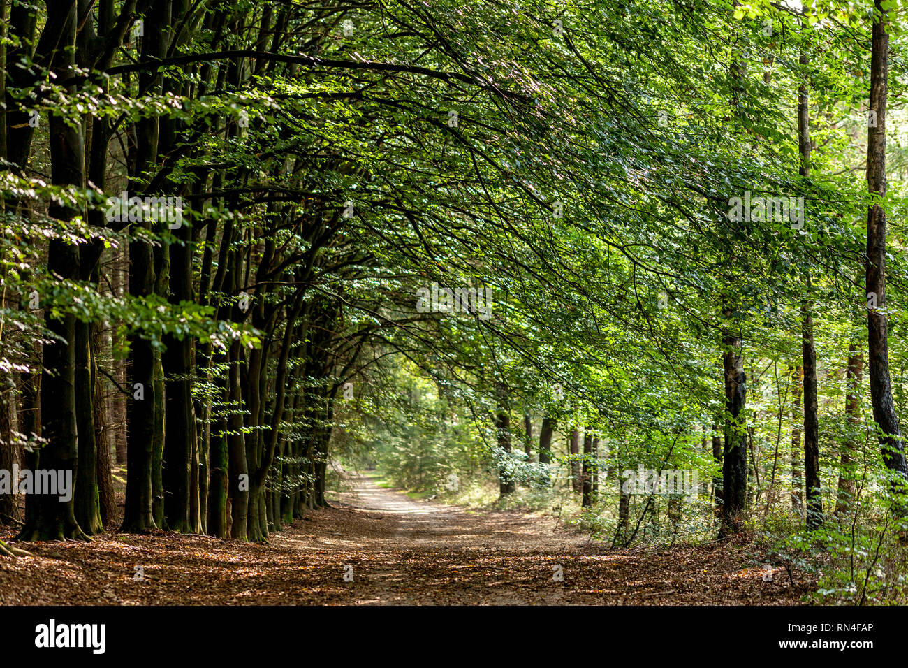 Walking path through a forest with overhanging branches Stock Photo - Alamy