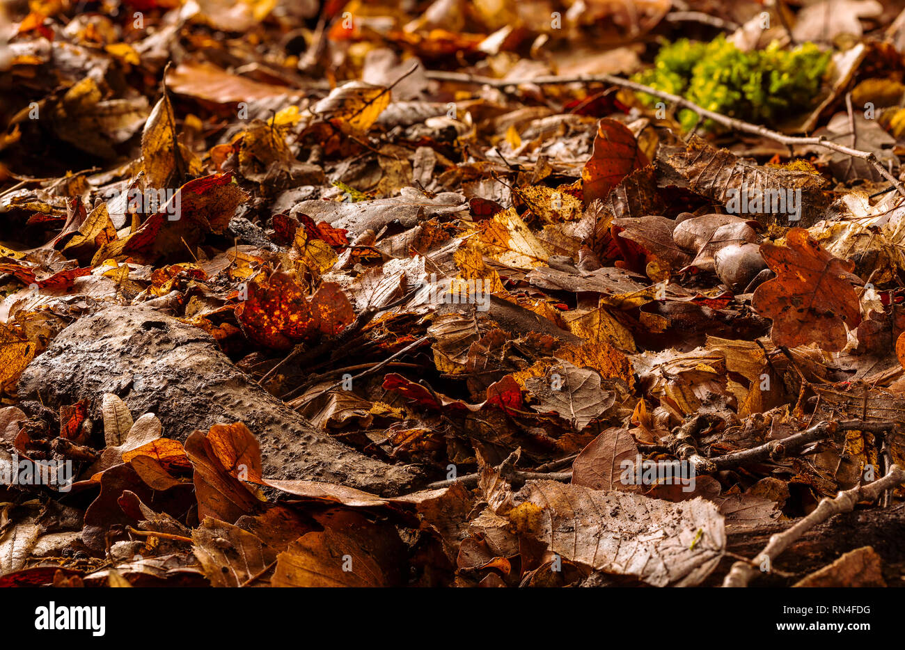 Forest floor texture moss hi-res stock photography and images - Alamy