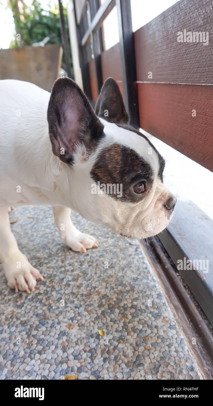 Absent minded dog hi-res stock photography and images - Alamy