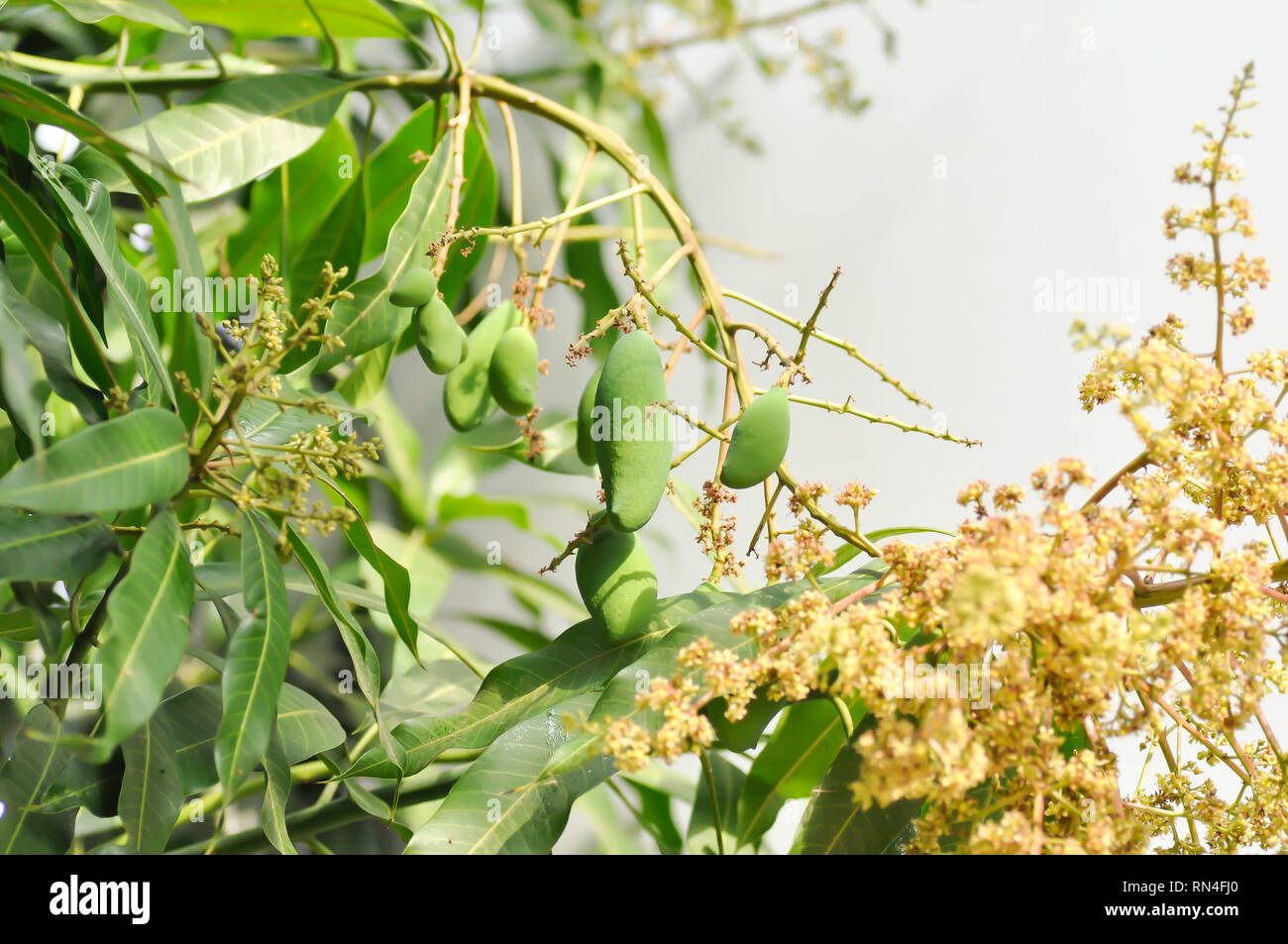 mango tree or mango on the mango tree Stock Photo - Alamy