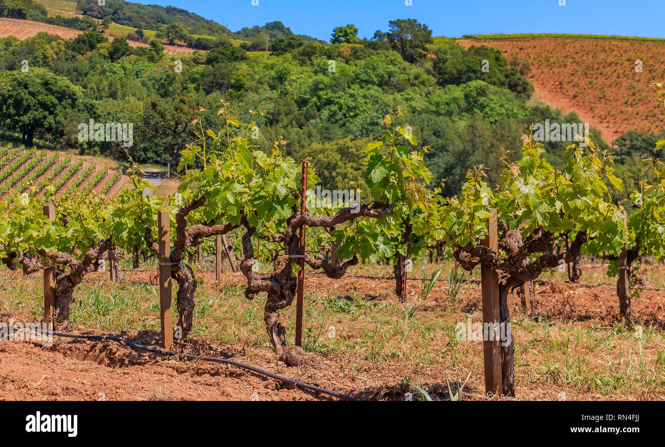 Close view of old grape vines and rolling hills at a vineyard in the ...