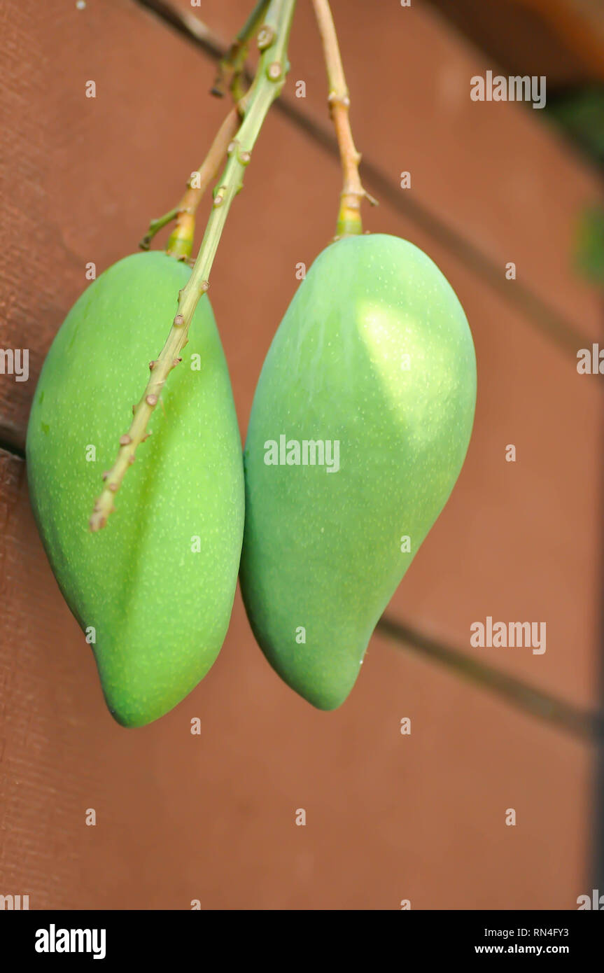 mango or mango tree near the fence Stock Photo - Alamy