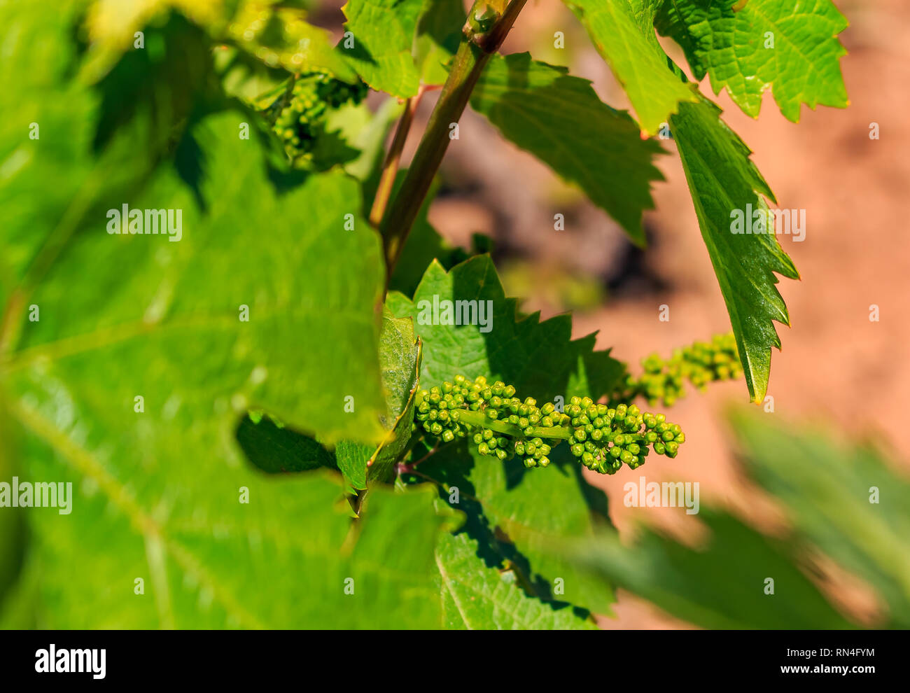 Close up view of lush grapevine clusters hi-res stock photography and ...
