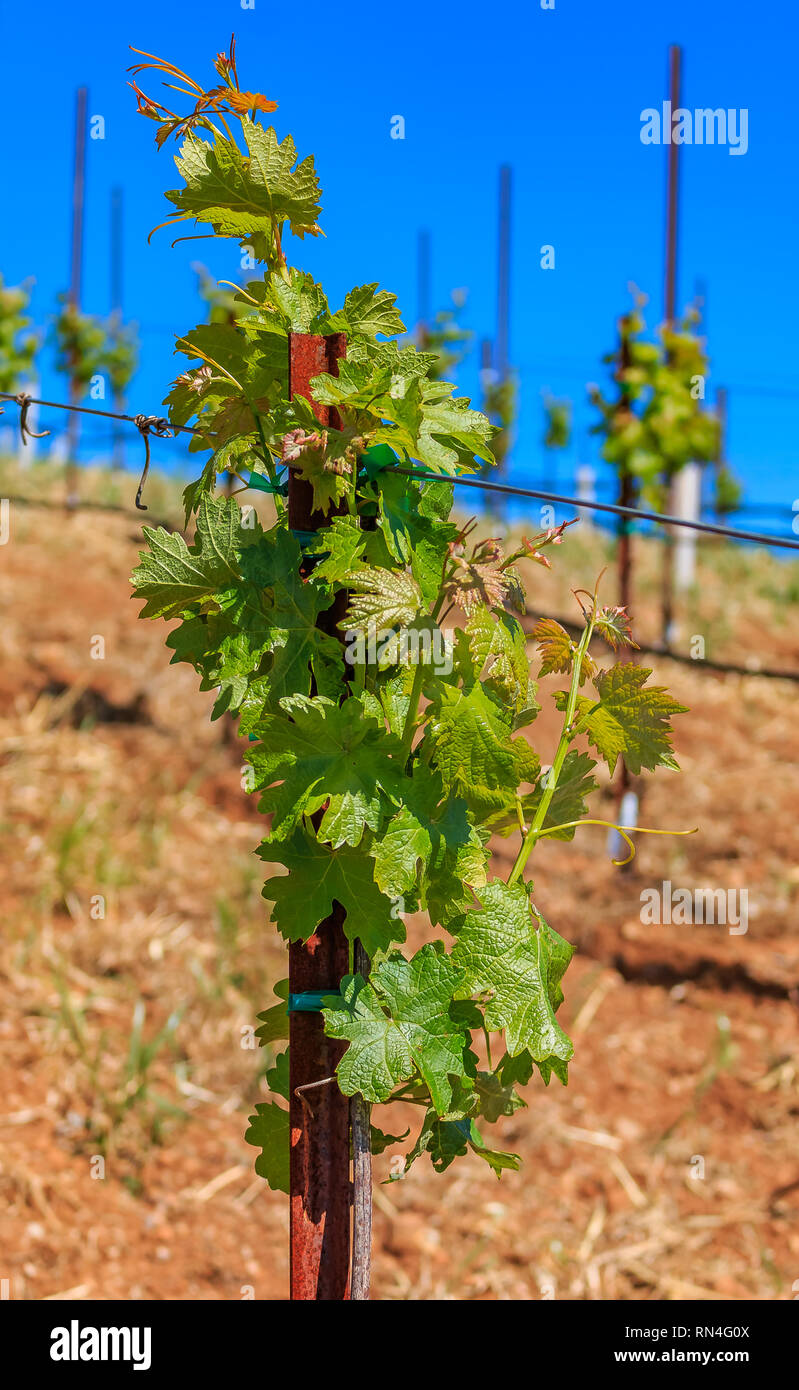 Close view of old grape vines and rolling hills at a vineyard in the ...