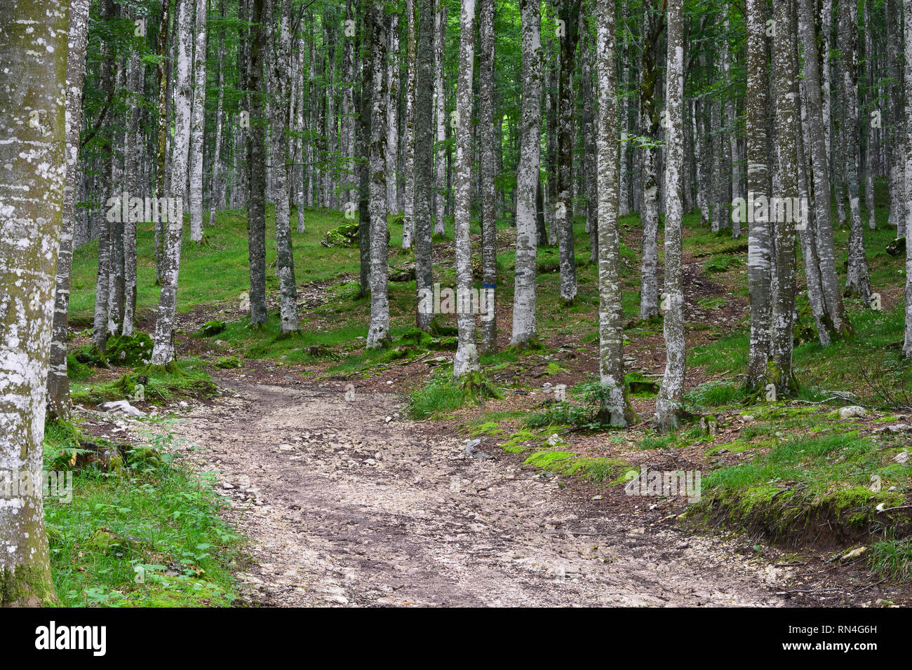 the forest at spring Stock Photo - Alamy