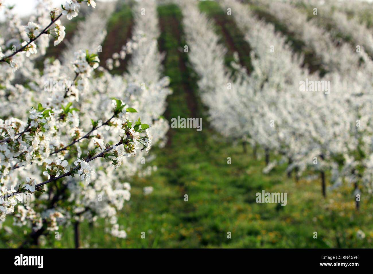 cherry orchard in spring landscape agriculture Stock Photo - Alamy