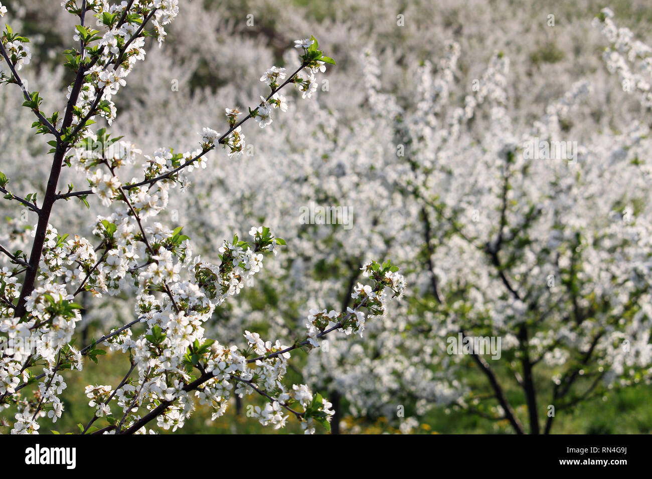Orchard cherry blossom tree hi-res stock photography and images - Alamy