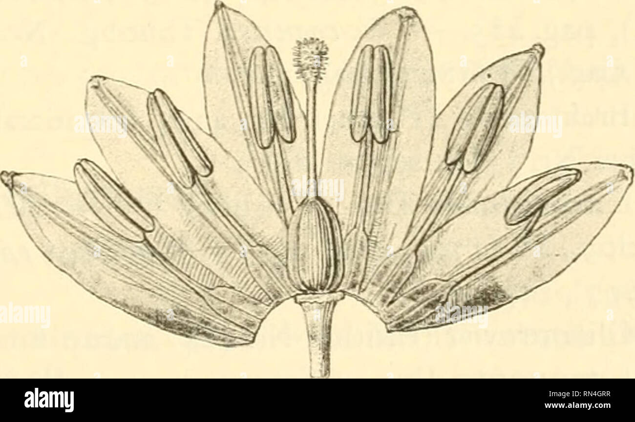 Zahlbr hi-res stock photography and images - Alamy