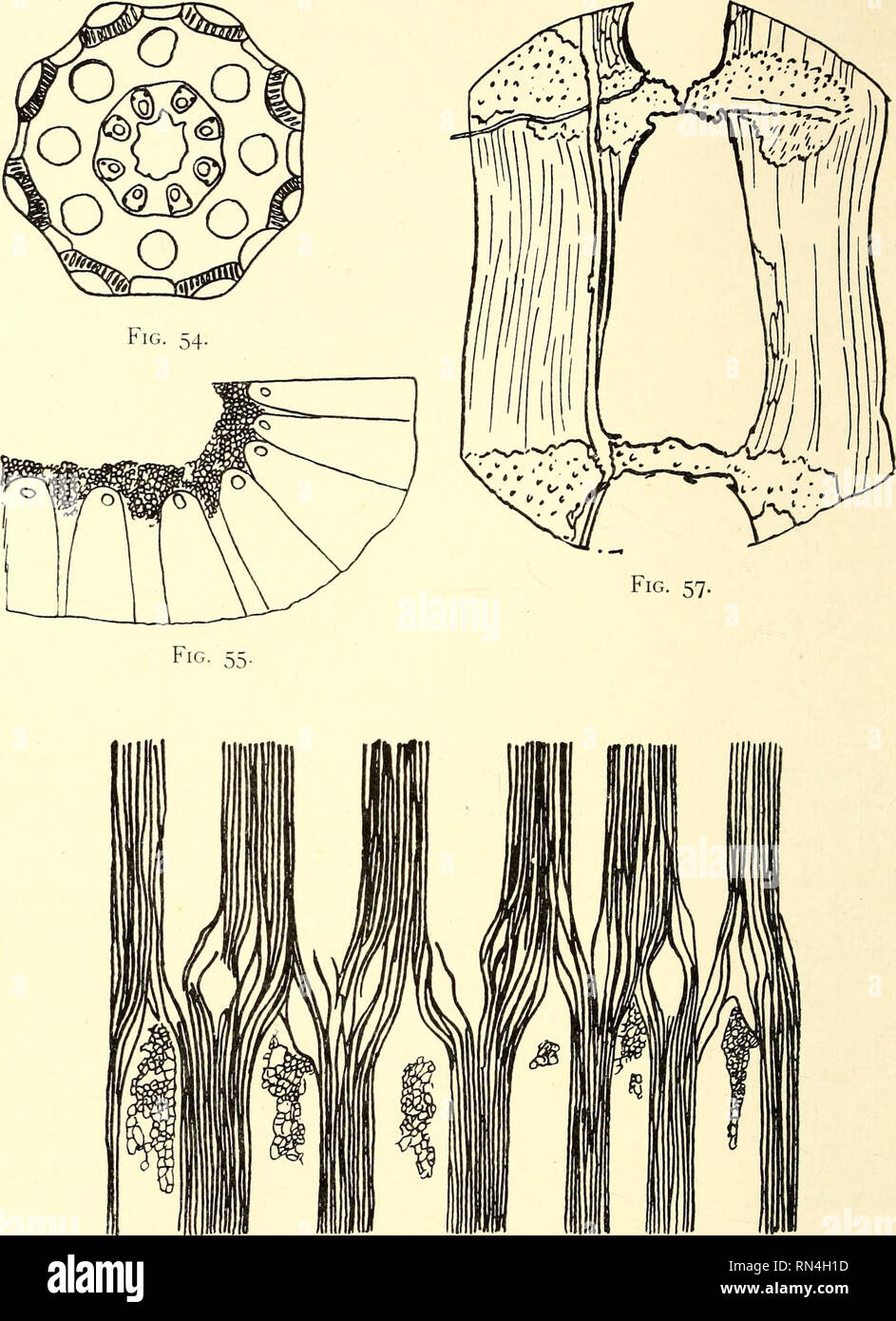 Querschnitt und langsschnitt durch das hi-res stock photography and images - Alamy