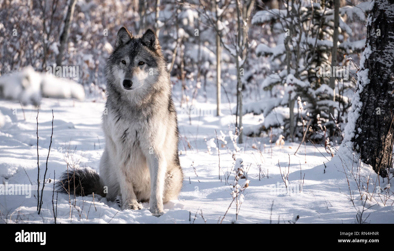 Wolf in winter woods hi-res stock photography and images - Alamy