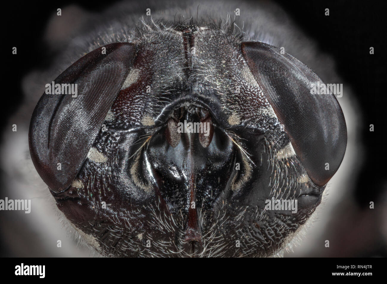 Botfly In Head