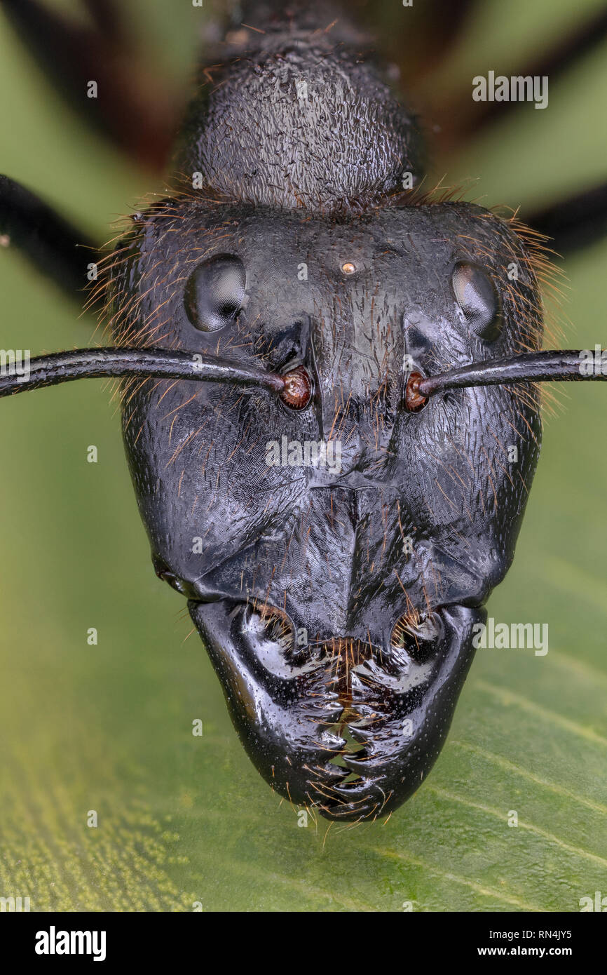 Giant Forest Ant, Camponotus gigas, Borneo Largest Species of ant on ...