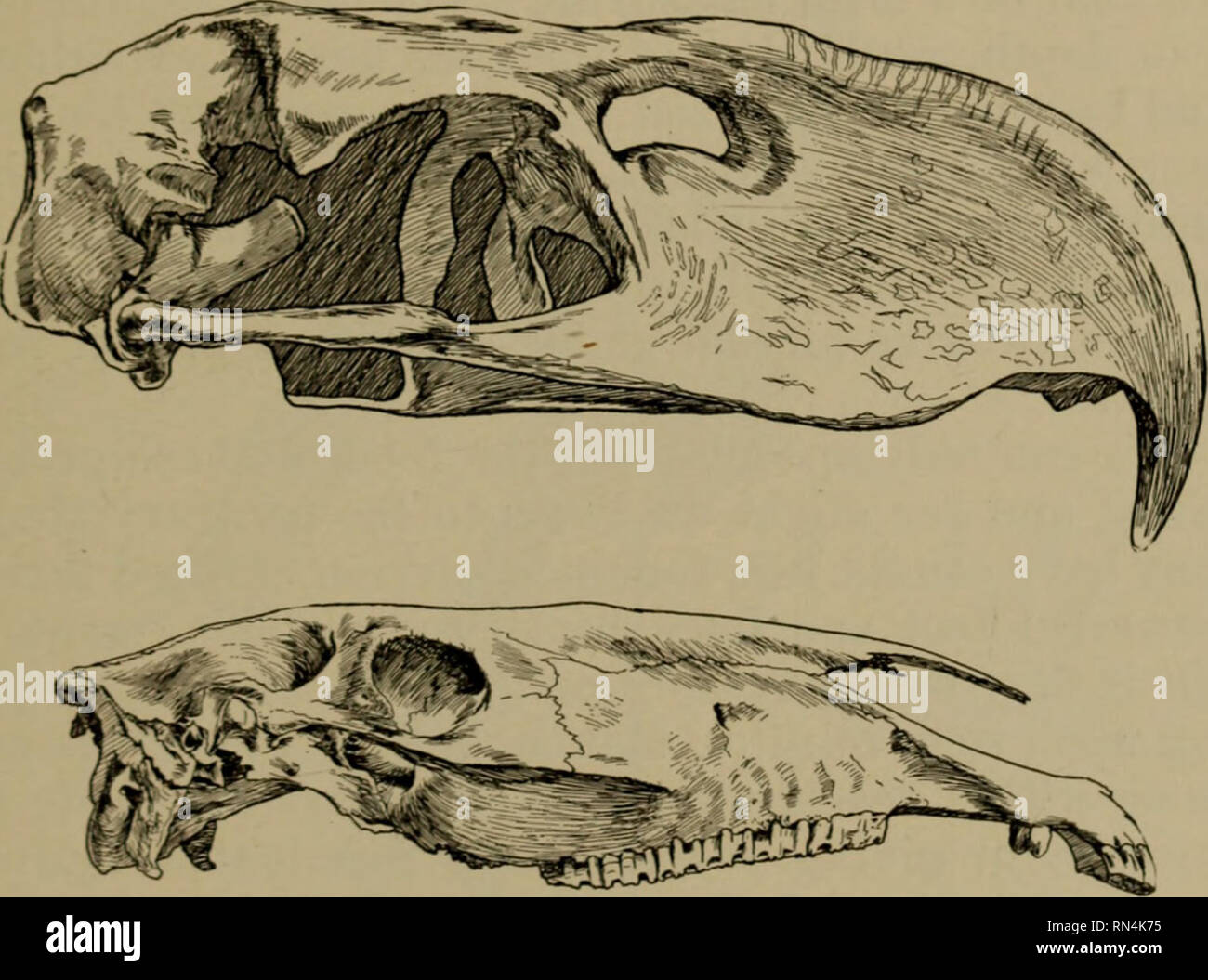 Ox leg bone hi-res stock photography and images - Alamy