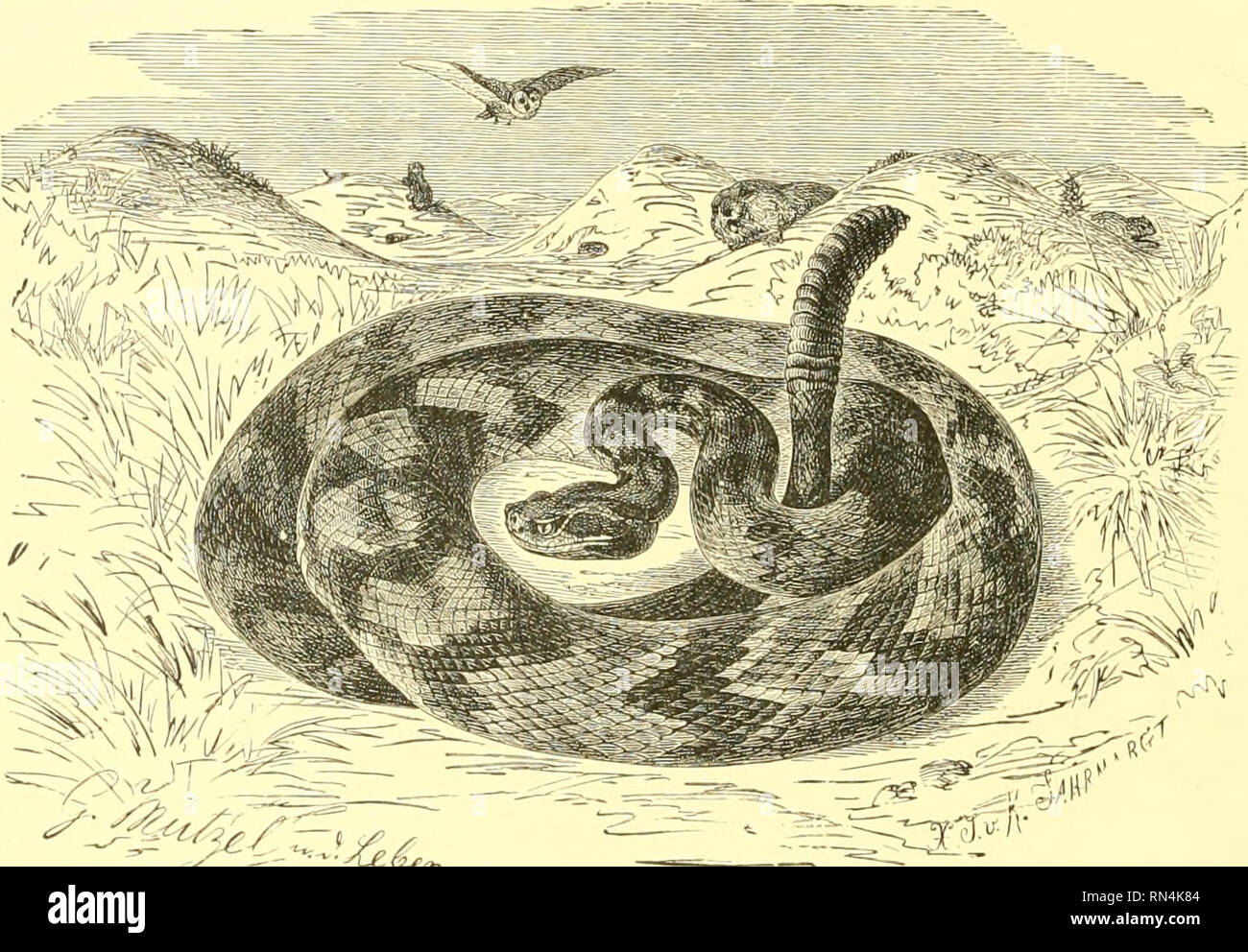 Lifeless snake hi-res stock photography and images - Alamy