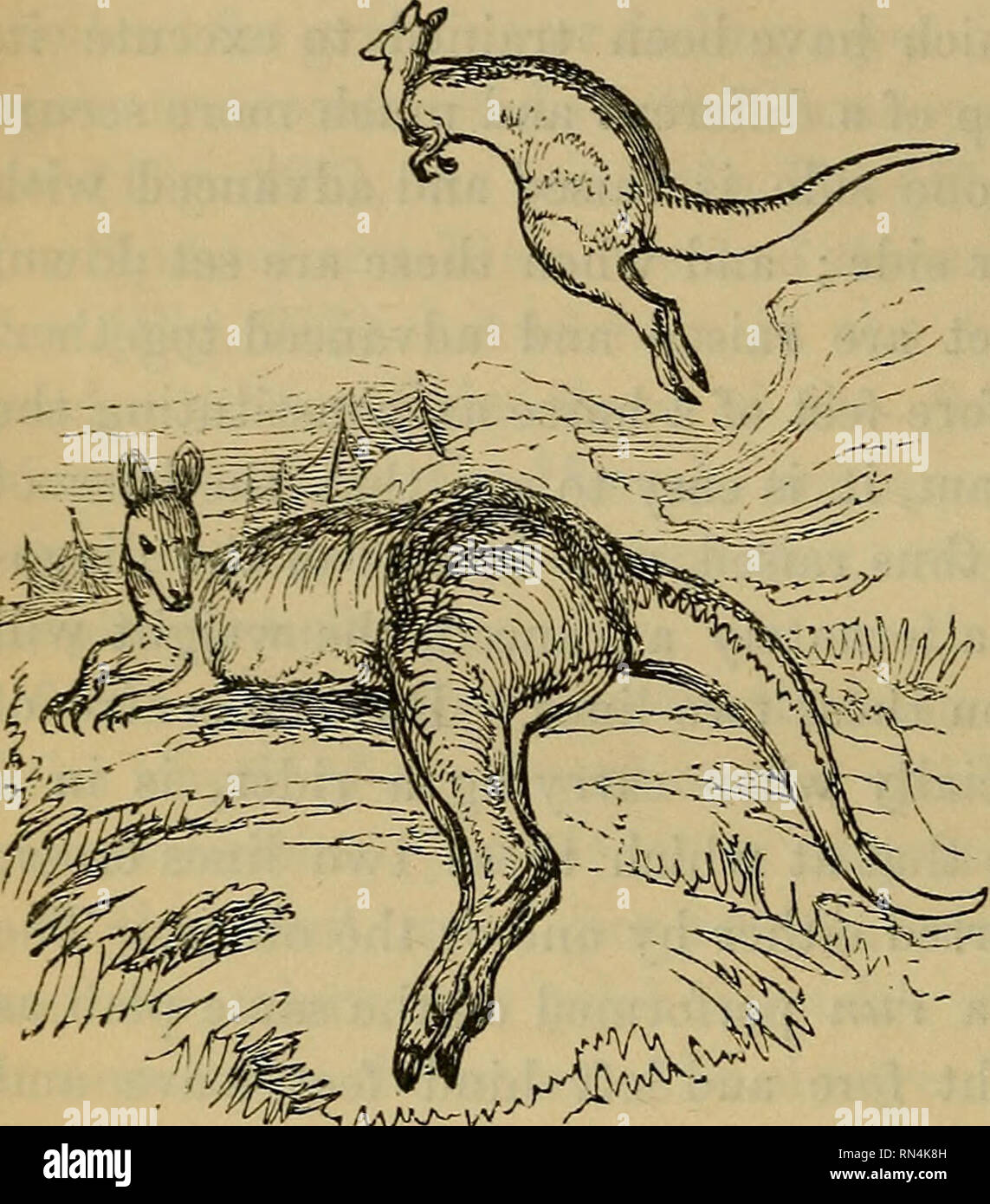 Kangaroo Leg Muscles