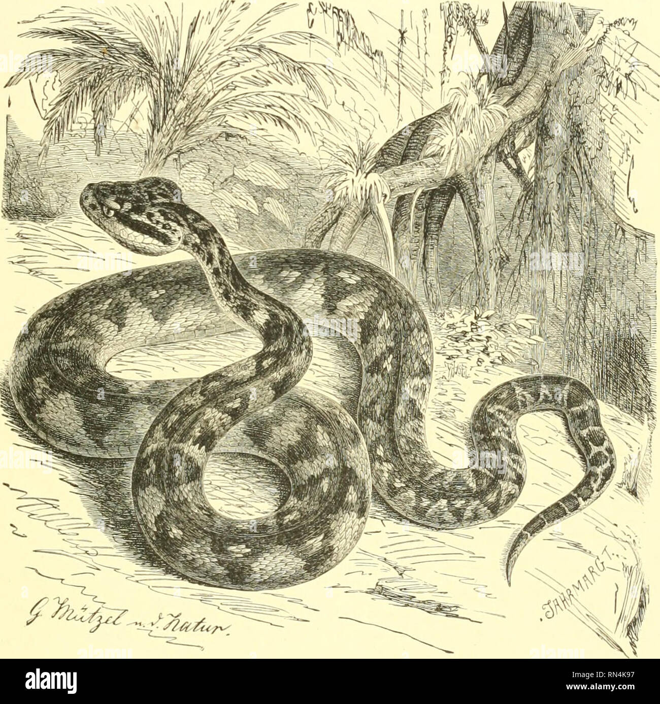 Bushmaster Snake Logo