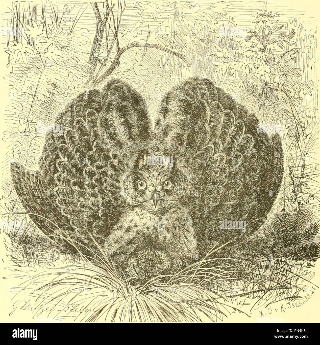 . Animate creation : popular edition of "Our living world" : a natural ...