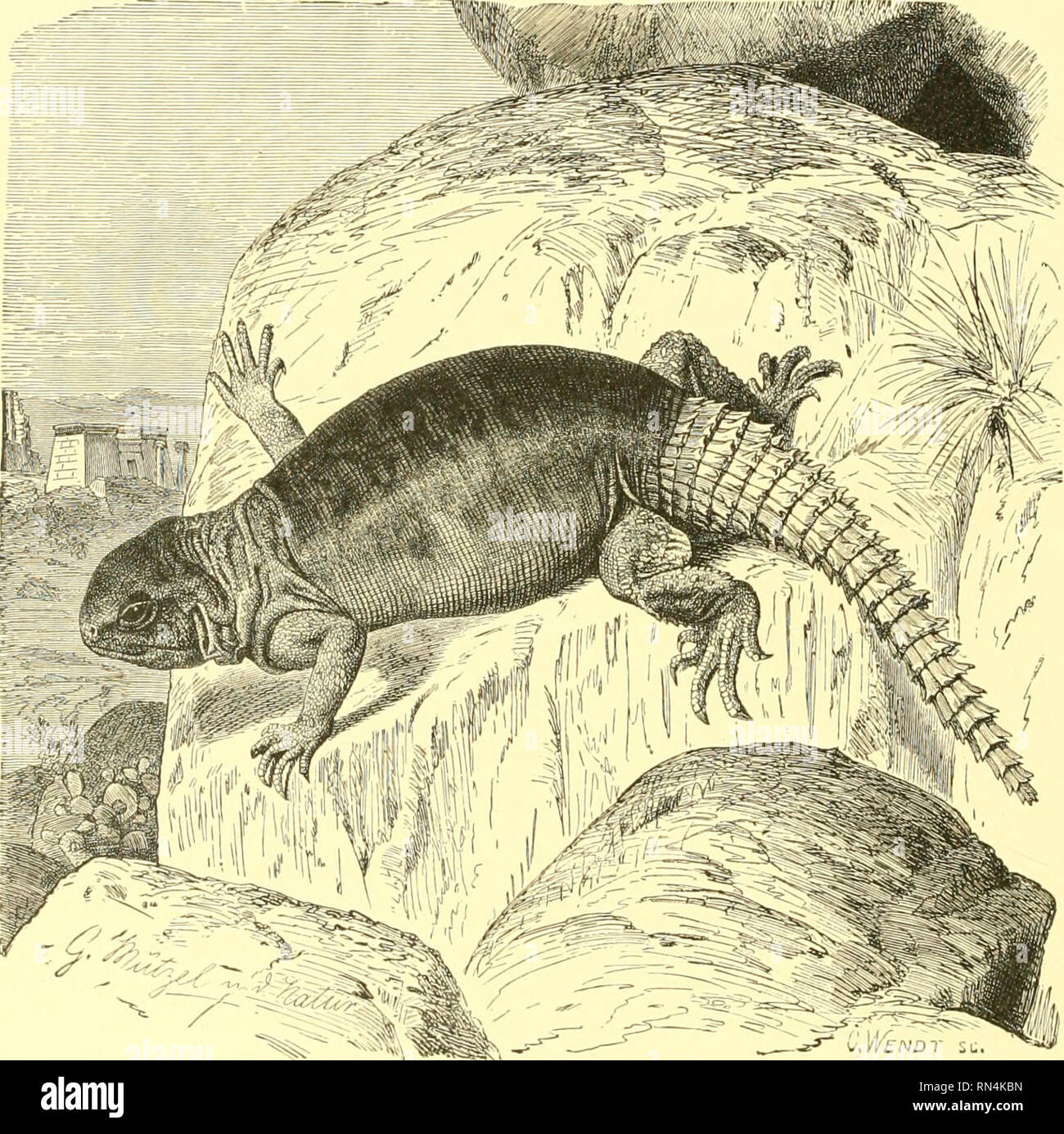 . Animate creation : popular edition of "Our living world" : a natural ...