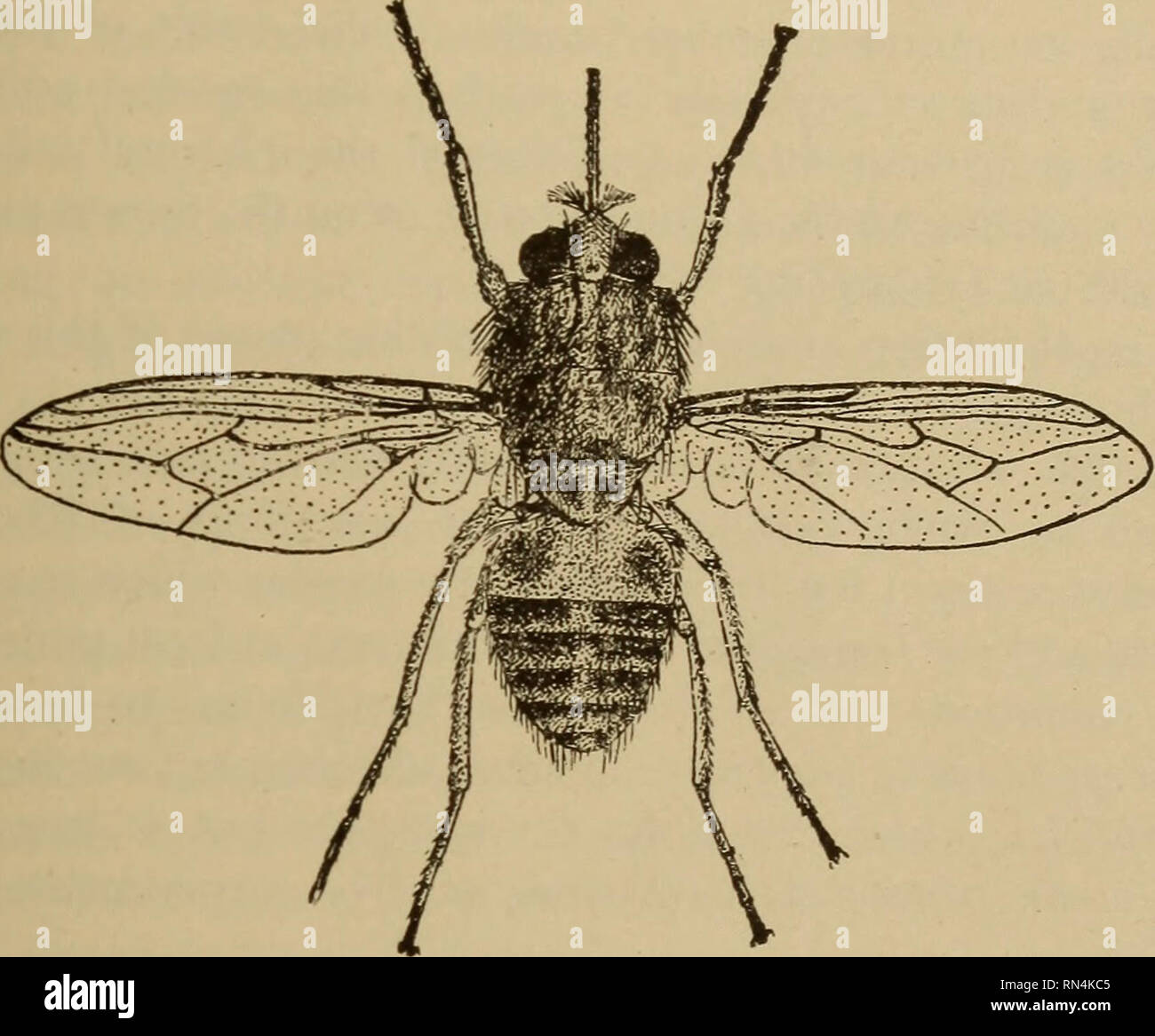 Victoria lake flies hi-res stock photography and images - Alamy