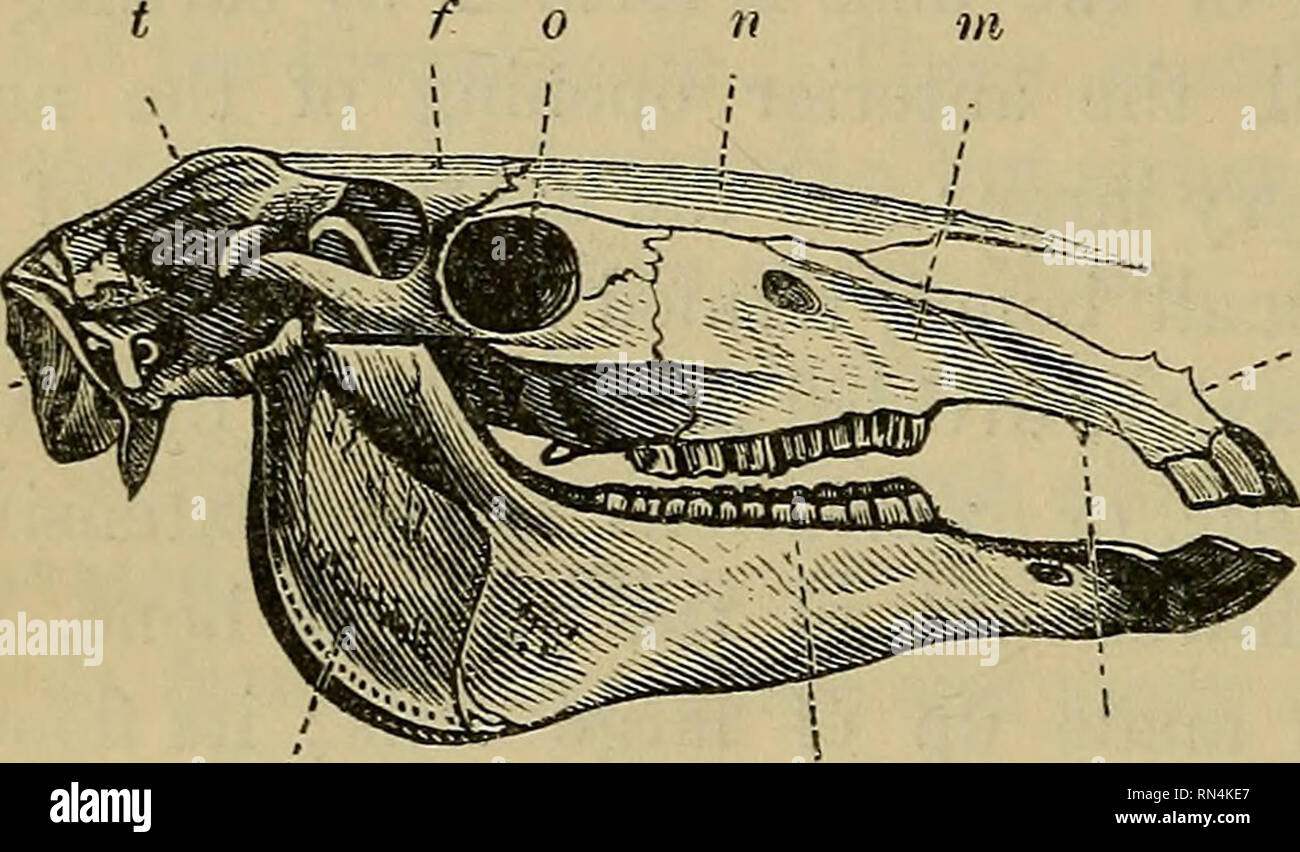 Upper maxillary bones hi-res stock photography and images - Alamy