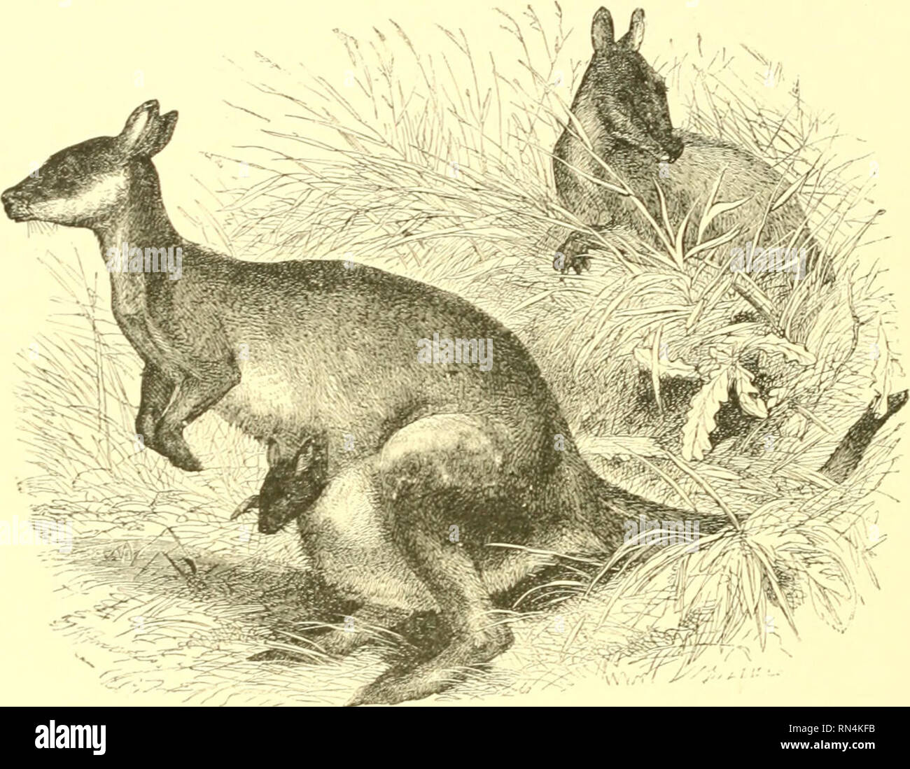 Genus macropus hi-res stock photography and images - Alamy