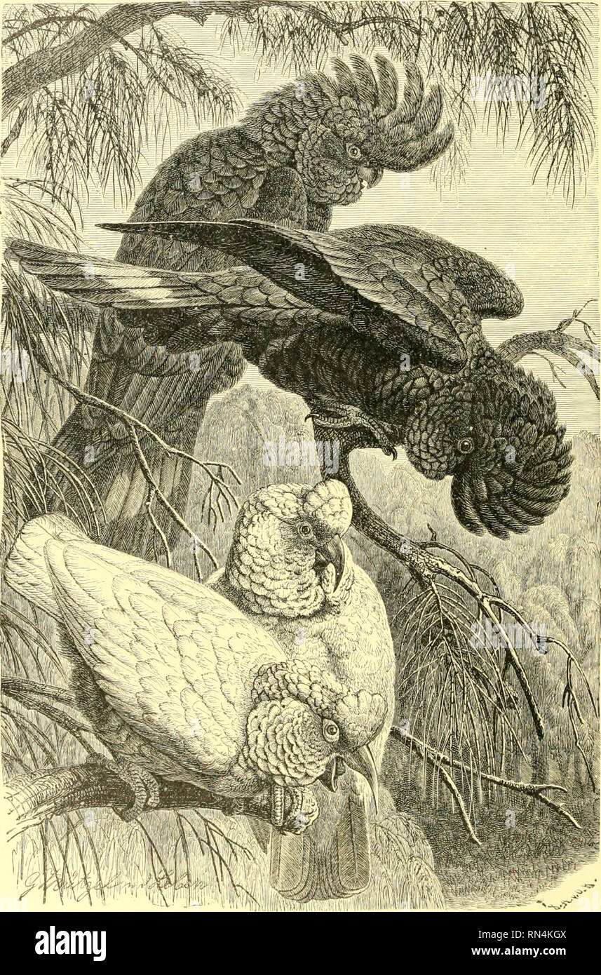 Philip island parrot hi-res stock photography and images - Alamy