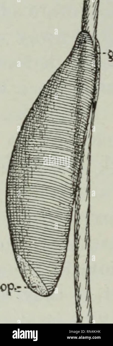Botfly larvae hi-res stock photography and images - Alamy