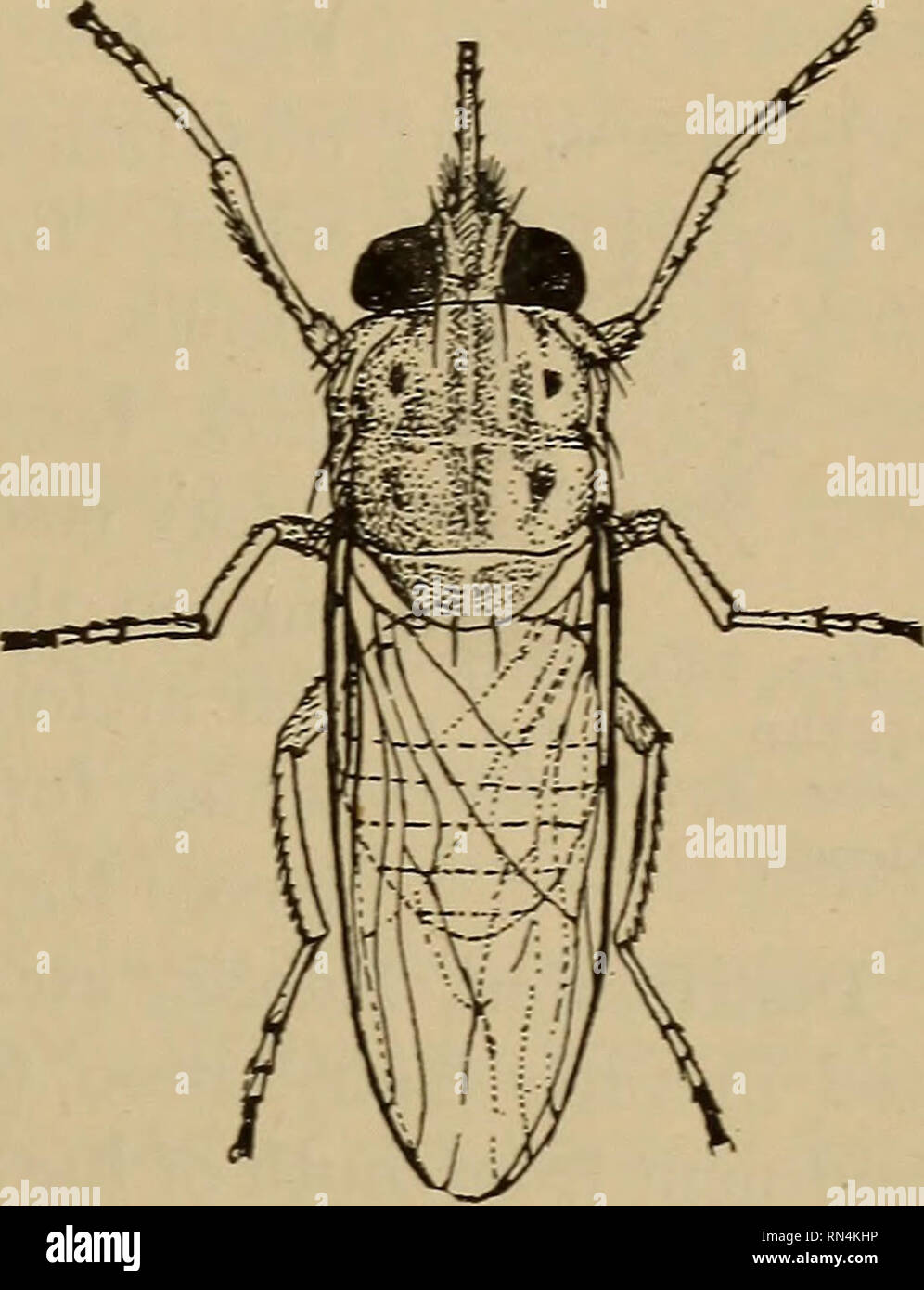 Tsetse fly larva hi-res stock photography and images - Alamy