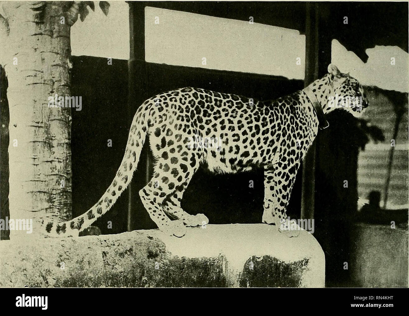 Kipling leopard hi-res stock photography and images - Alamy