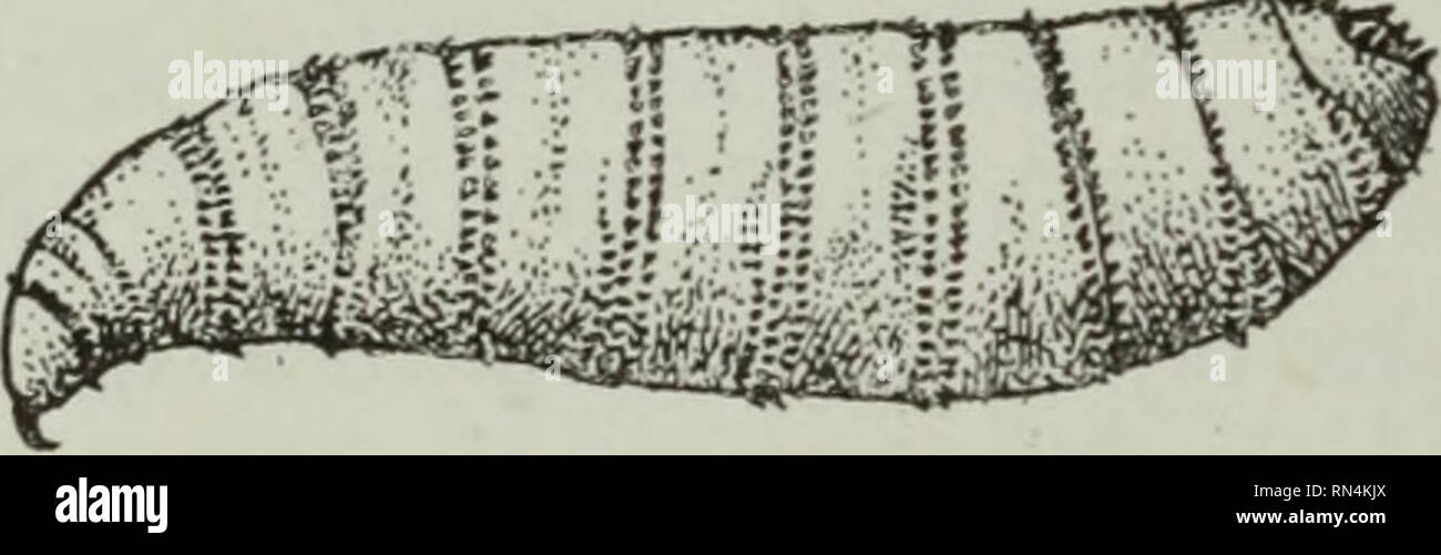 Three larva creatures hi-res stock photography and images - Alamy