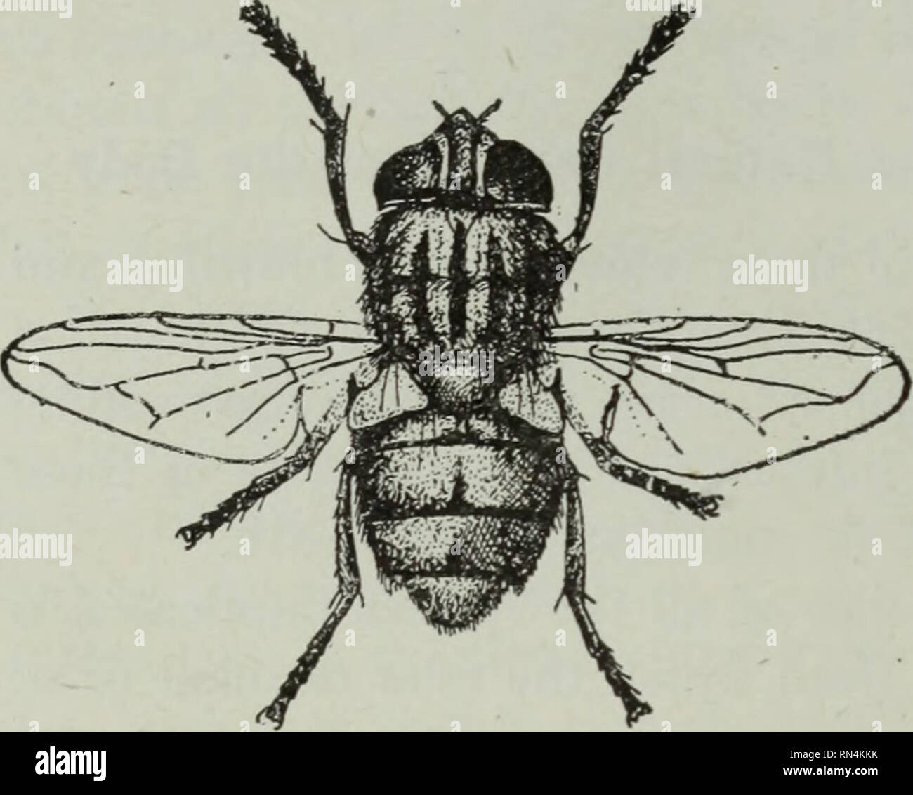Three larva creatures hi-res stock photography and images - Alamy