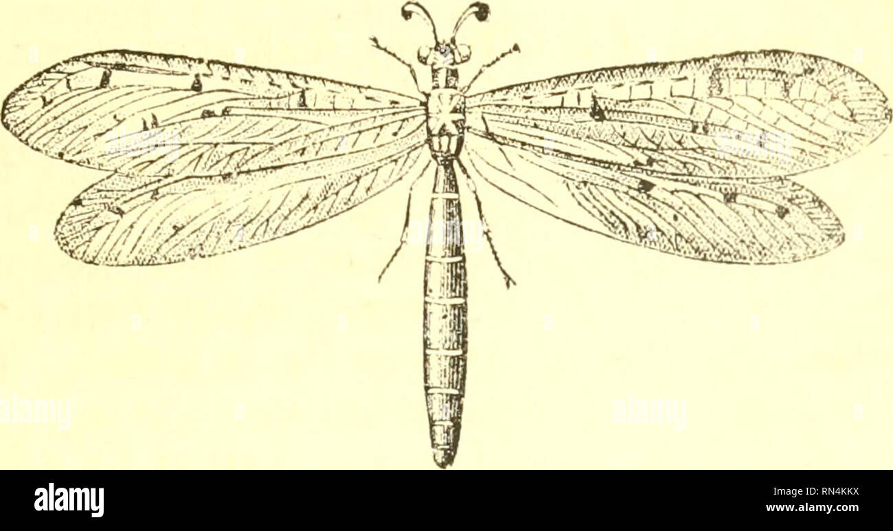 Animal instincts 2 hi-res stock photography and images - Alamy