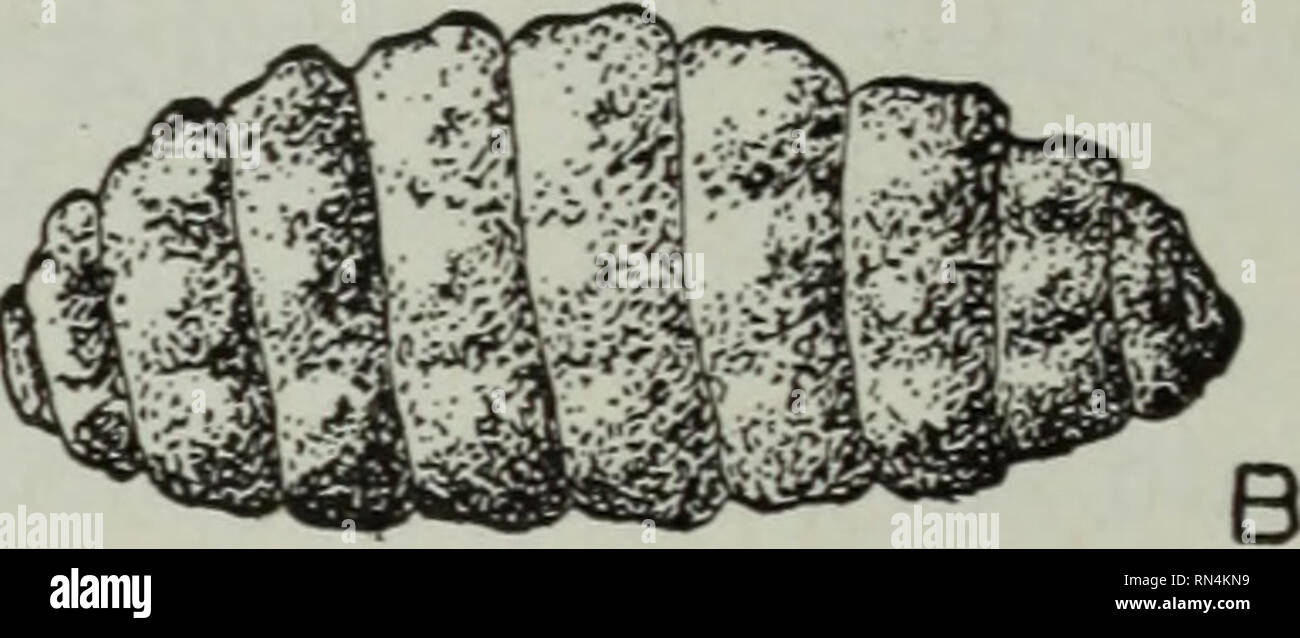 . Animal parasites and human disease. Parasites; Medical parasitology ...