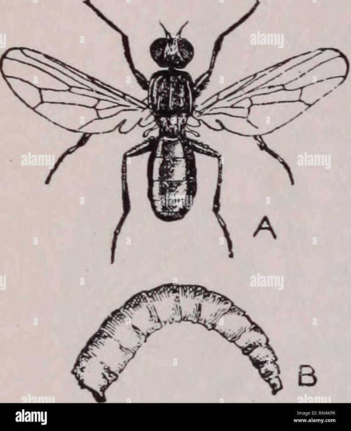 Maggots medical hi-res stock photography and images - Alamy