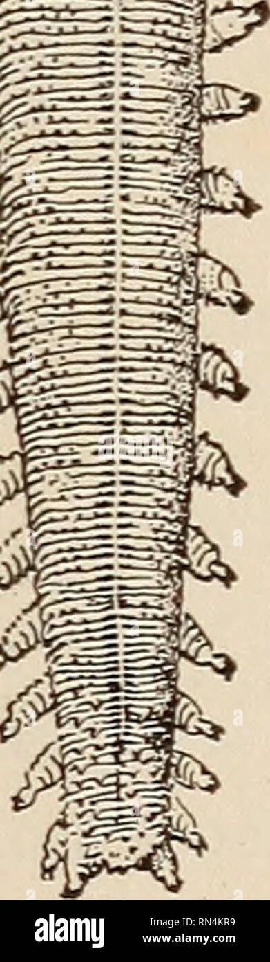 . Animal studies. THE ARTHROPODS 127 119. Peripatus (class Onychophora ...
