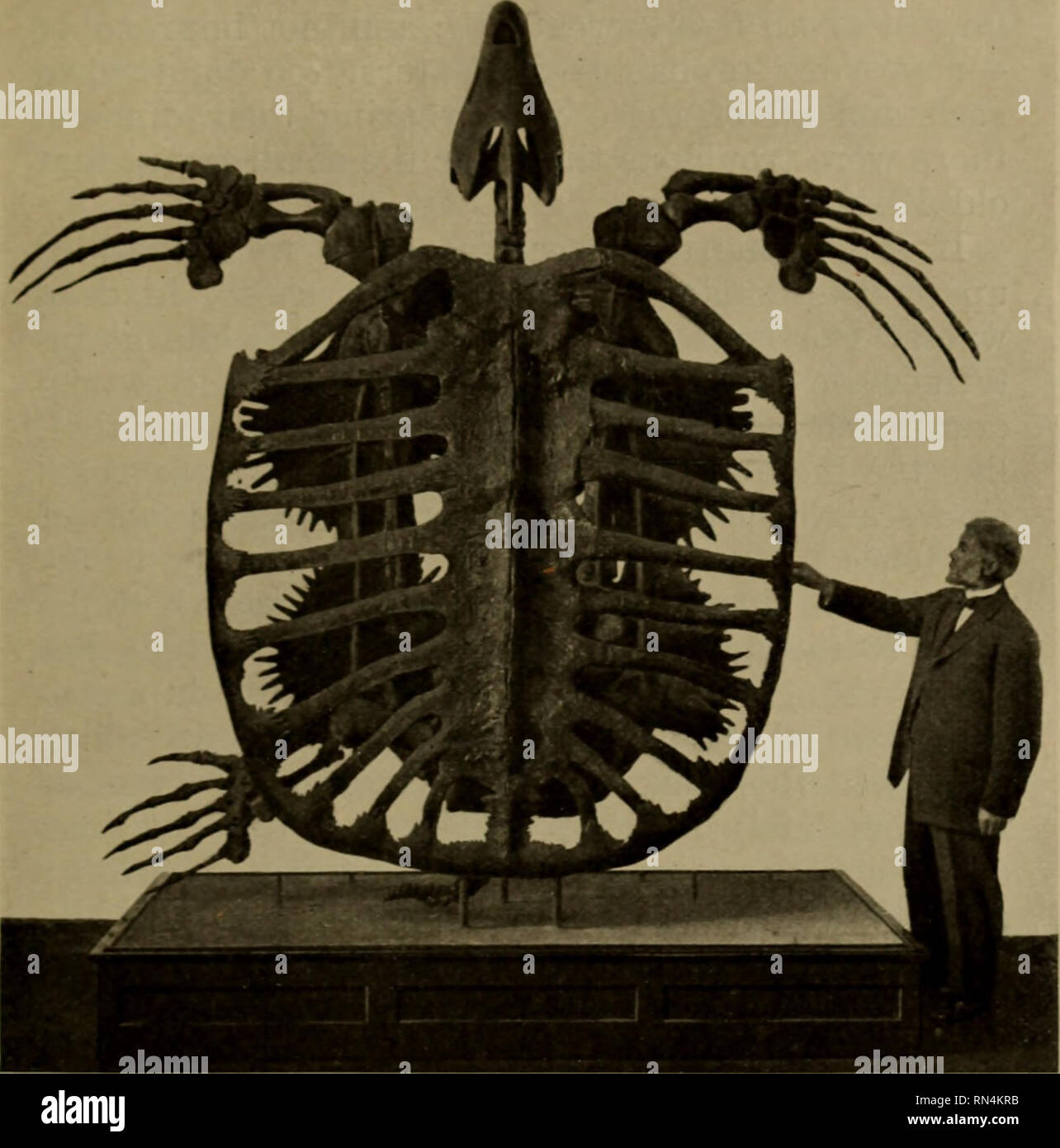 . Animals of the past : an account of some of the creatures of the ...