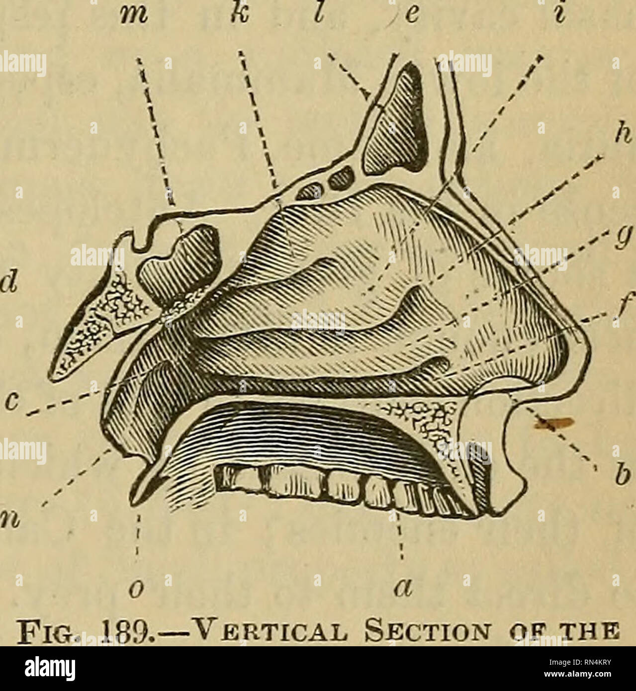 . Animal physiology. Physiology, Comparative; Physiology, Comparative ...