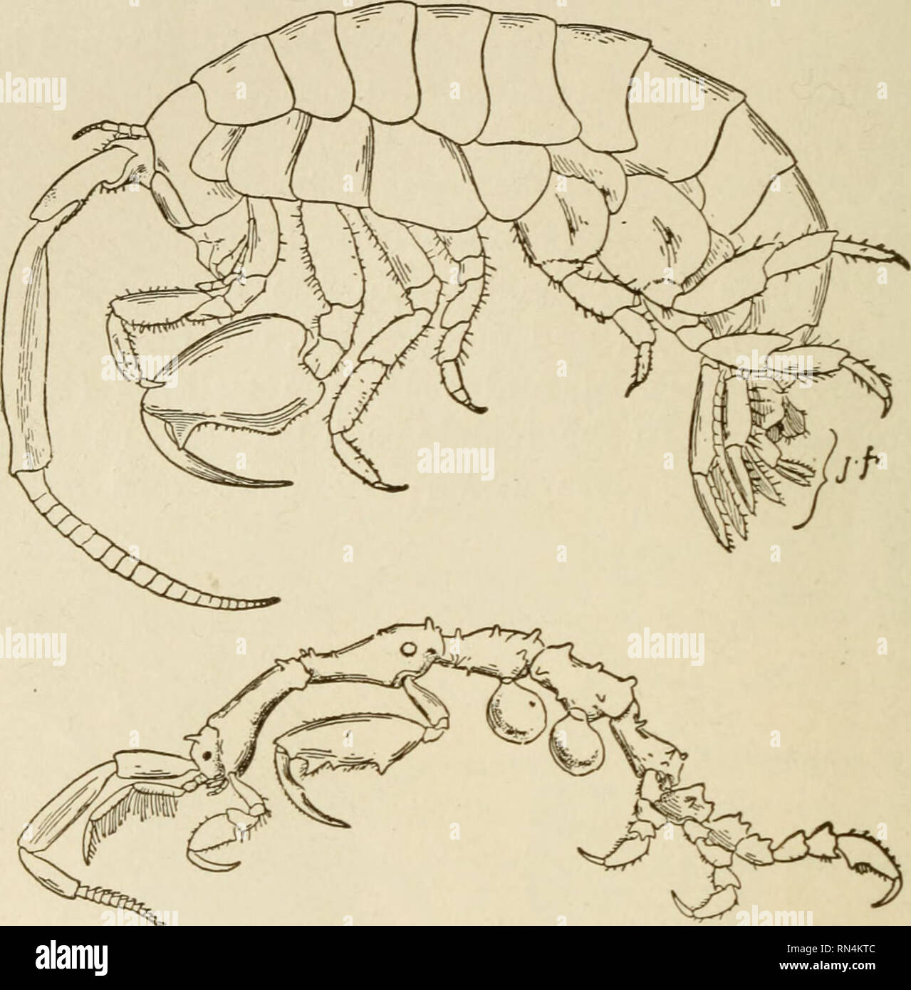 . Animal studies. 122 ANIMAL STUDIES The marine isopods occur in the ...