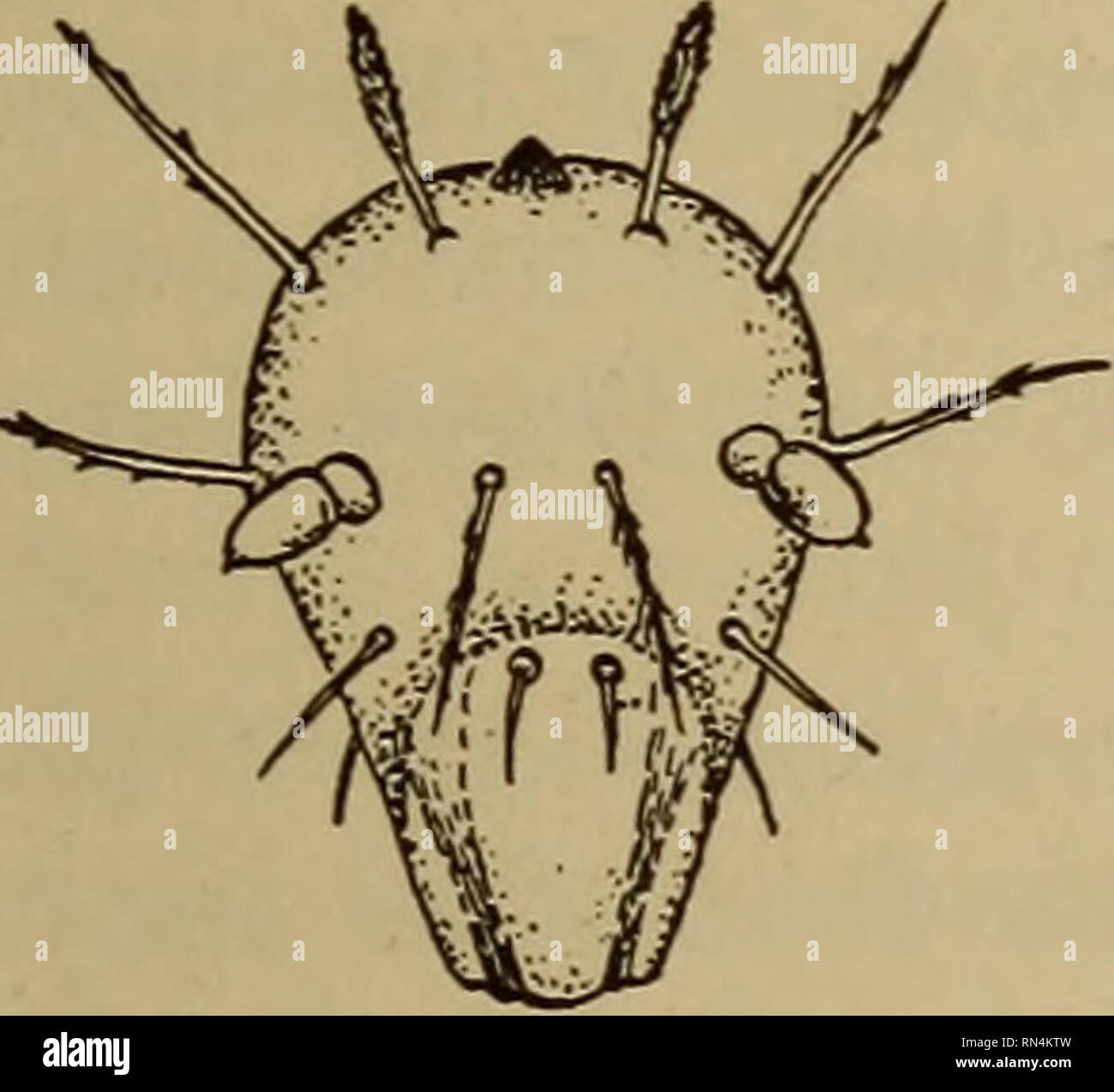 Phlebotomus hi-res stock photography and images - Alamy