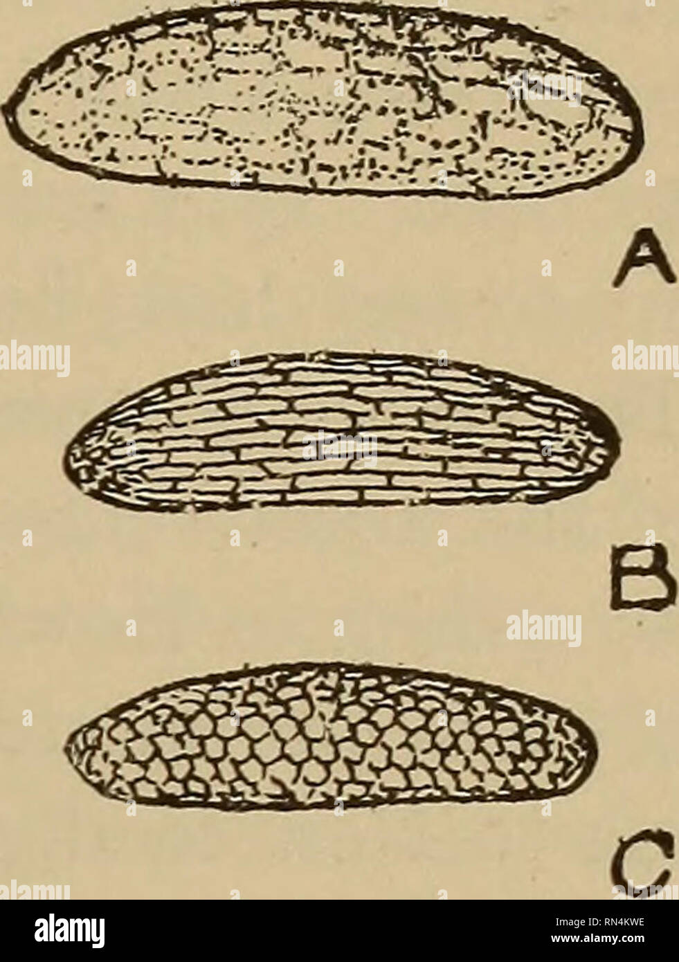 Phlebotomus hi-res stock photography and images - Alamy