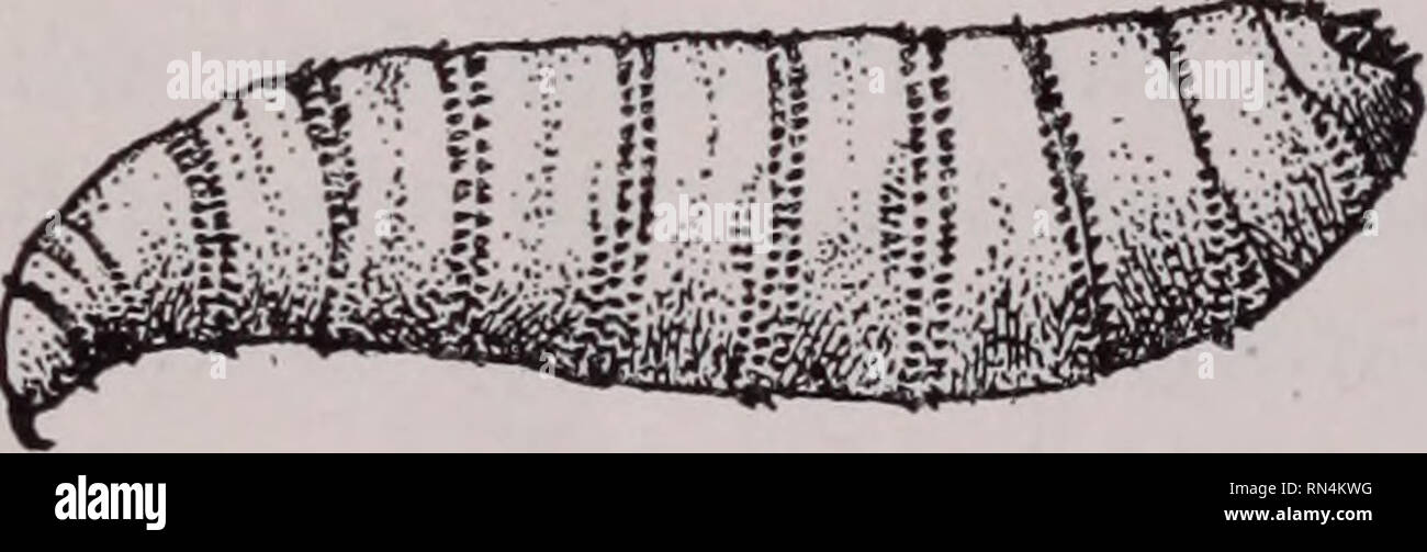 Three larva creatures hi-res stock photography and images - Alamy