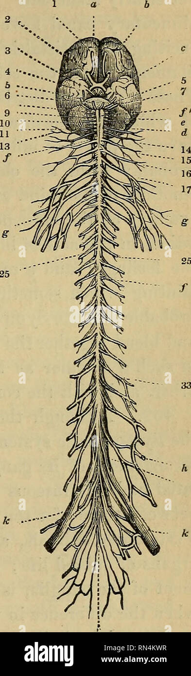 . Animal physiology. Physiology, Comparative; Physiology, Comparative ...