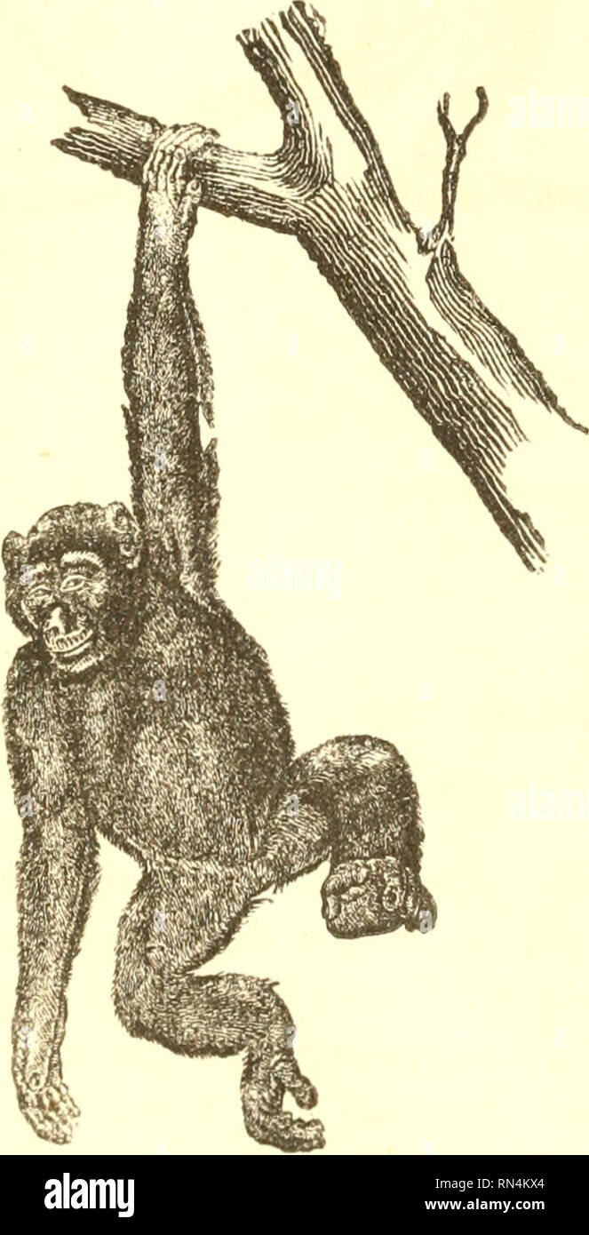 . Animal physiology. Physiology, Comparative. 512 USE OF PREHENSILE ...