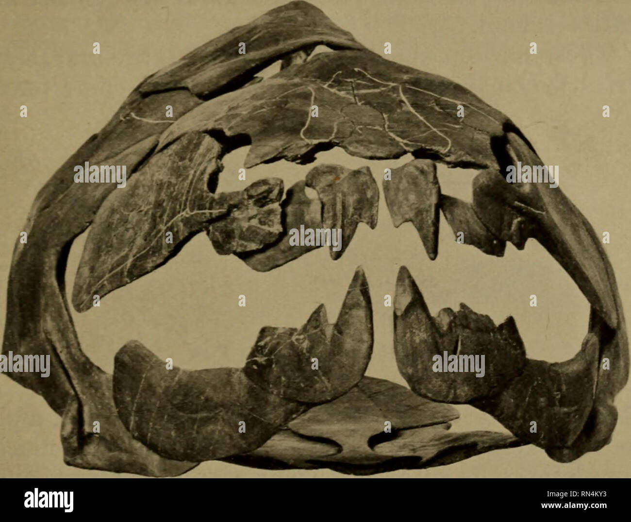 Dinichthys hi-res stock photography and images - Alamy