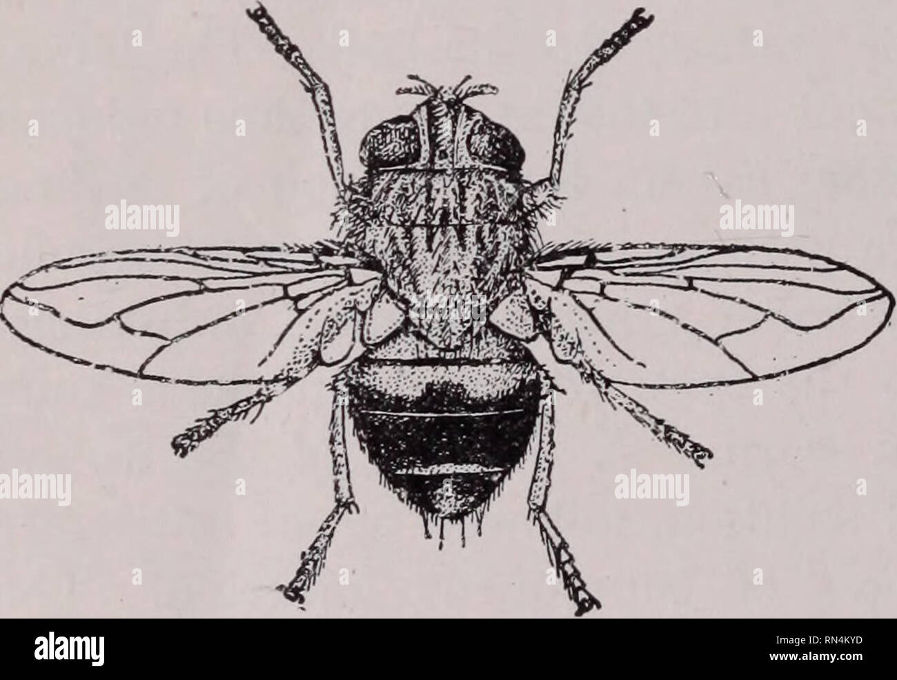 . Animal parasites and human disease. Insect Vectors; Parasites ...