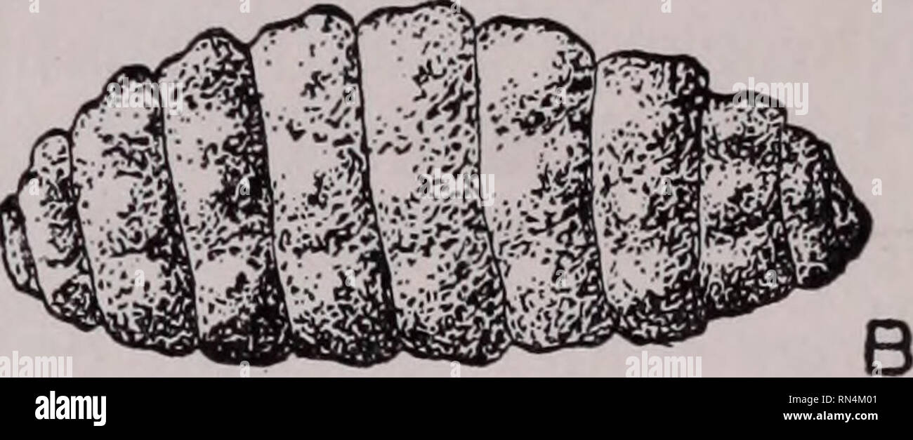 . Animal parasites and human disease. Insect Vectors; Parasites ...