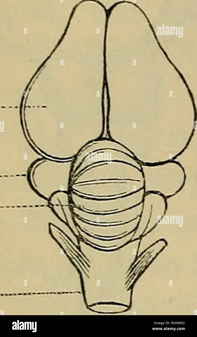 . Animal physiology. Physiology, Comparative; Physiology, Comparative ...