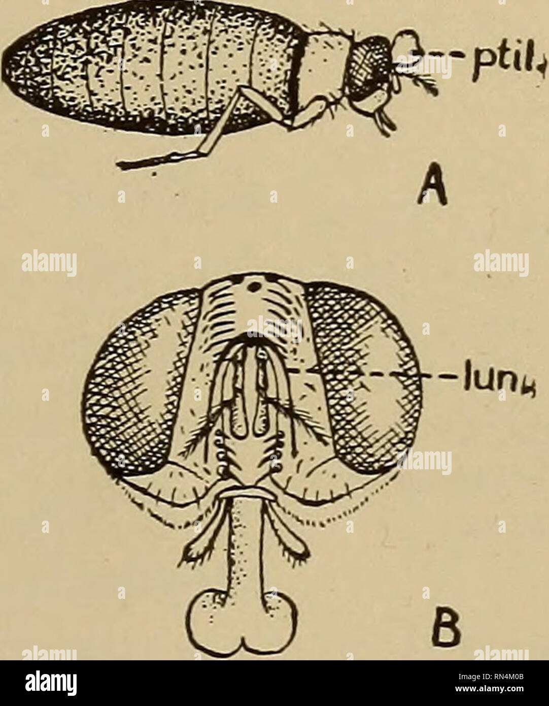 Pupal cases hi-res stock photography and images - Alamy