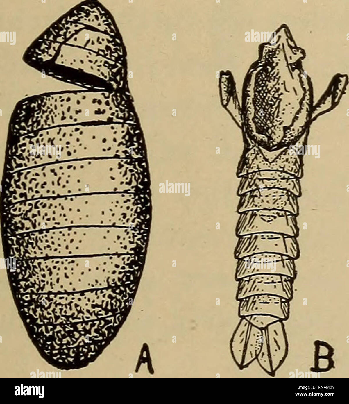 . Animal parasites and human disease. Medical parasitology; Insects as ...